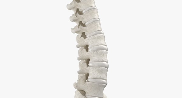 Real human spine bones anatomy model - TurboSquid 1615365