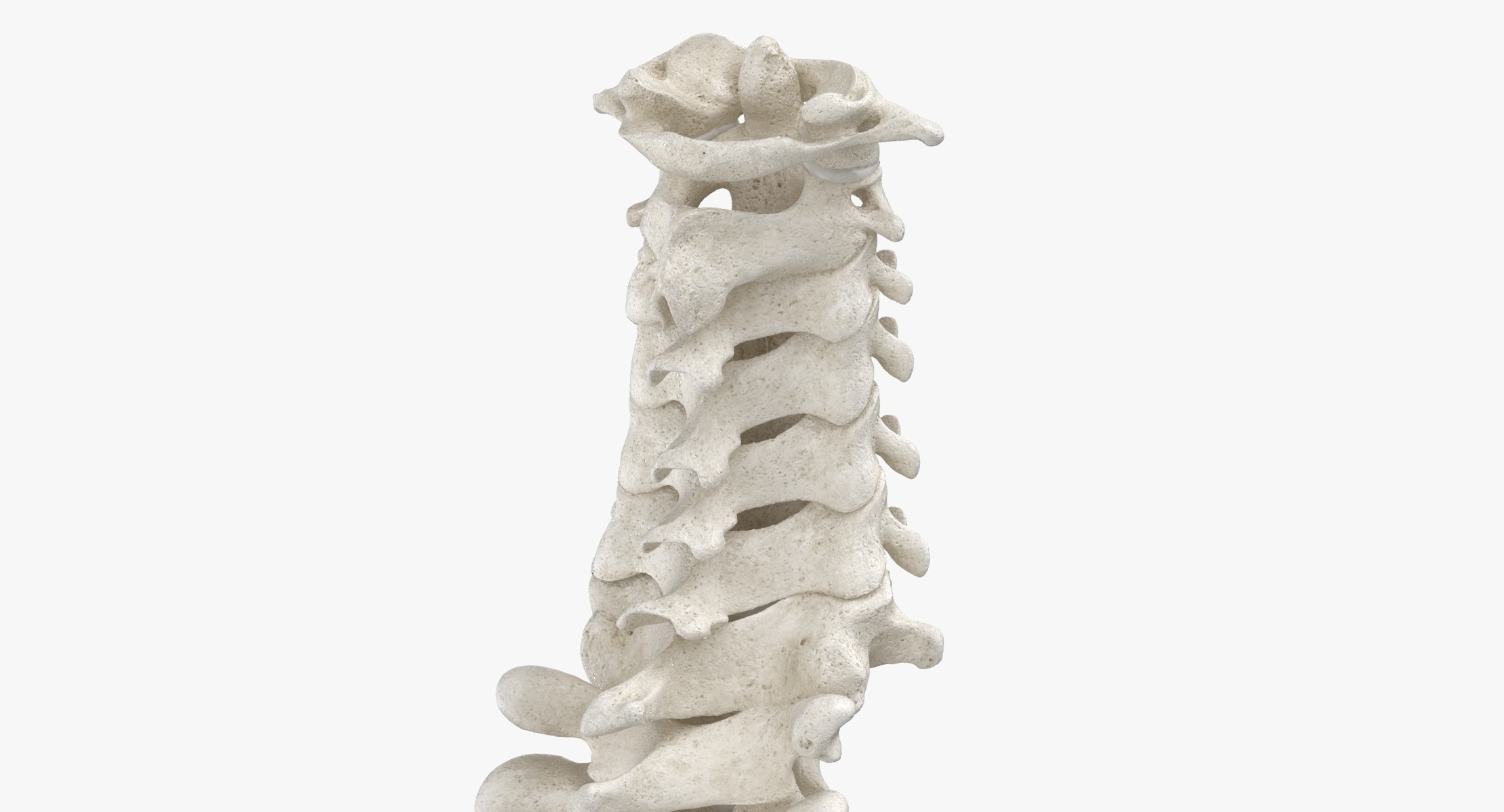 Real human spine bones anatomy model - TurboSquid 1615365