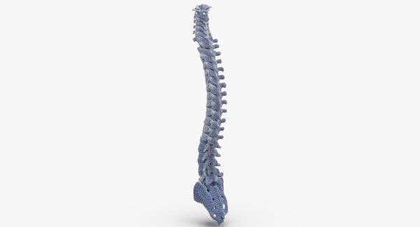 Real human spine bones anatomy model - TurboSquid 1615365