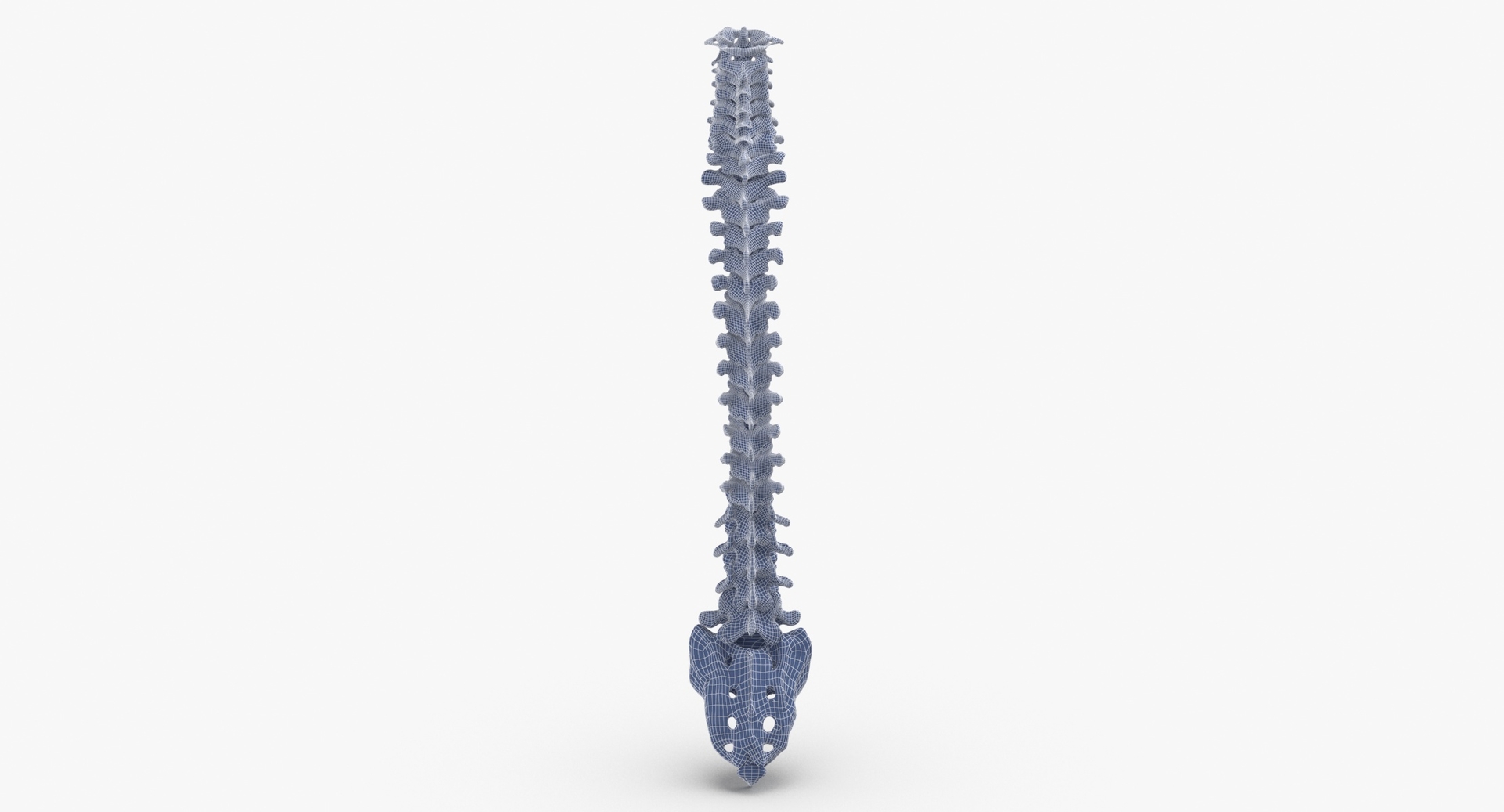 Real human spine bones anatomy model - TurboSquid 1615365