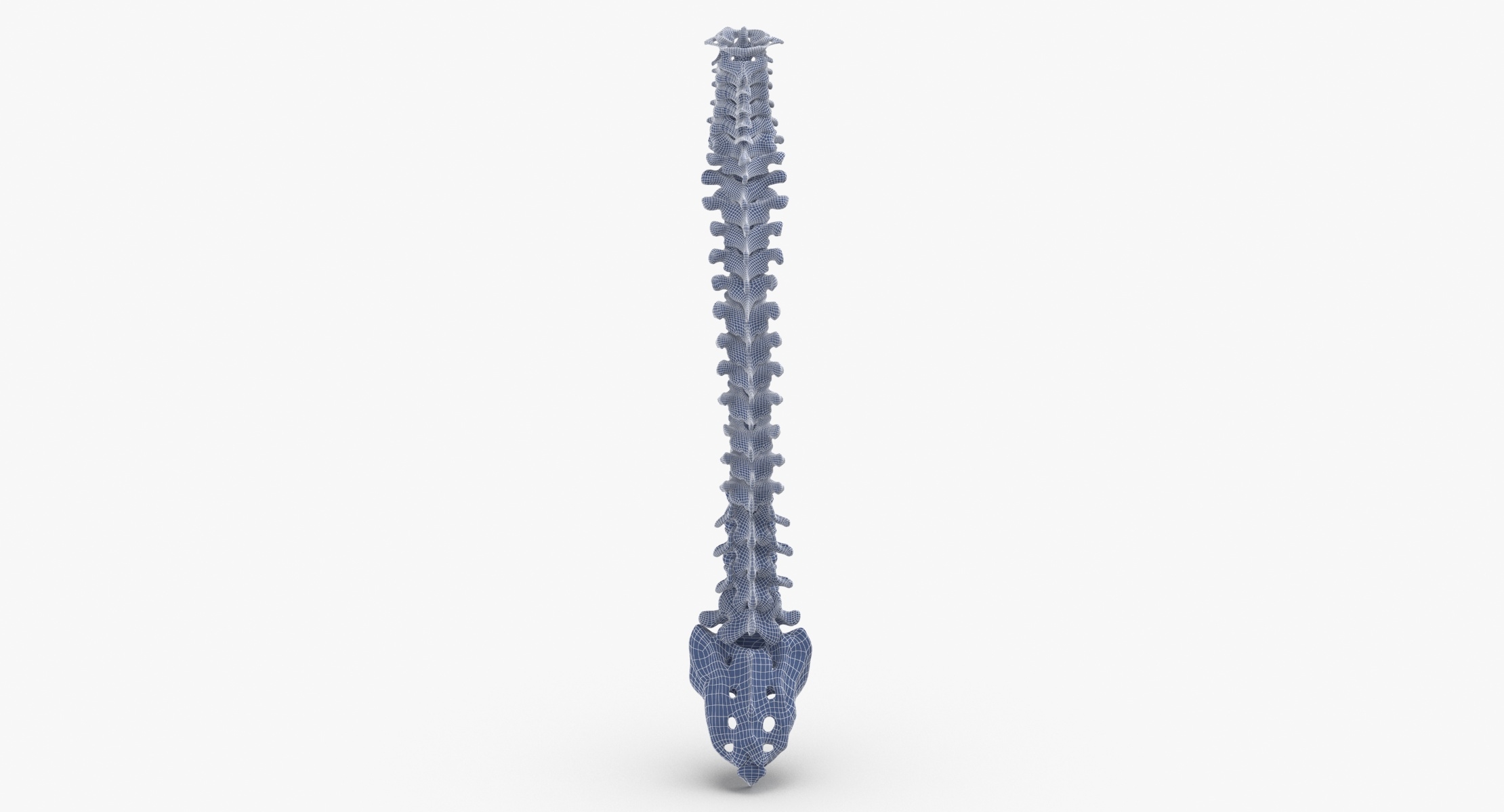 Real human spine bones anatomy model - TurboSquid 1615365