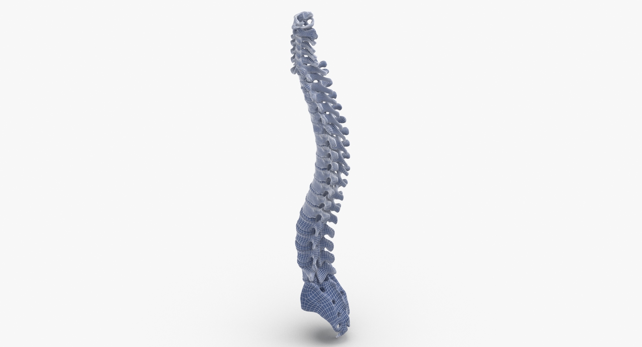 Real human spine bones anatomy model - TurboSquid 1615365