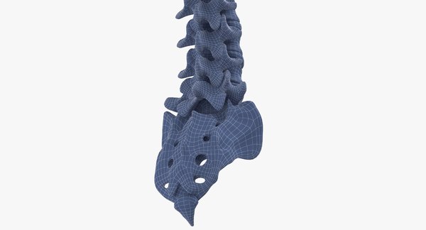 Real human spine bones anatomy model - TurboSquid 1615365