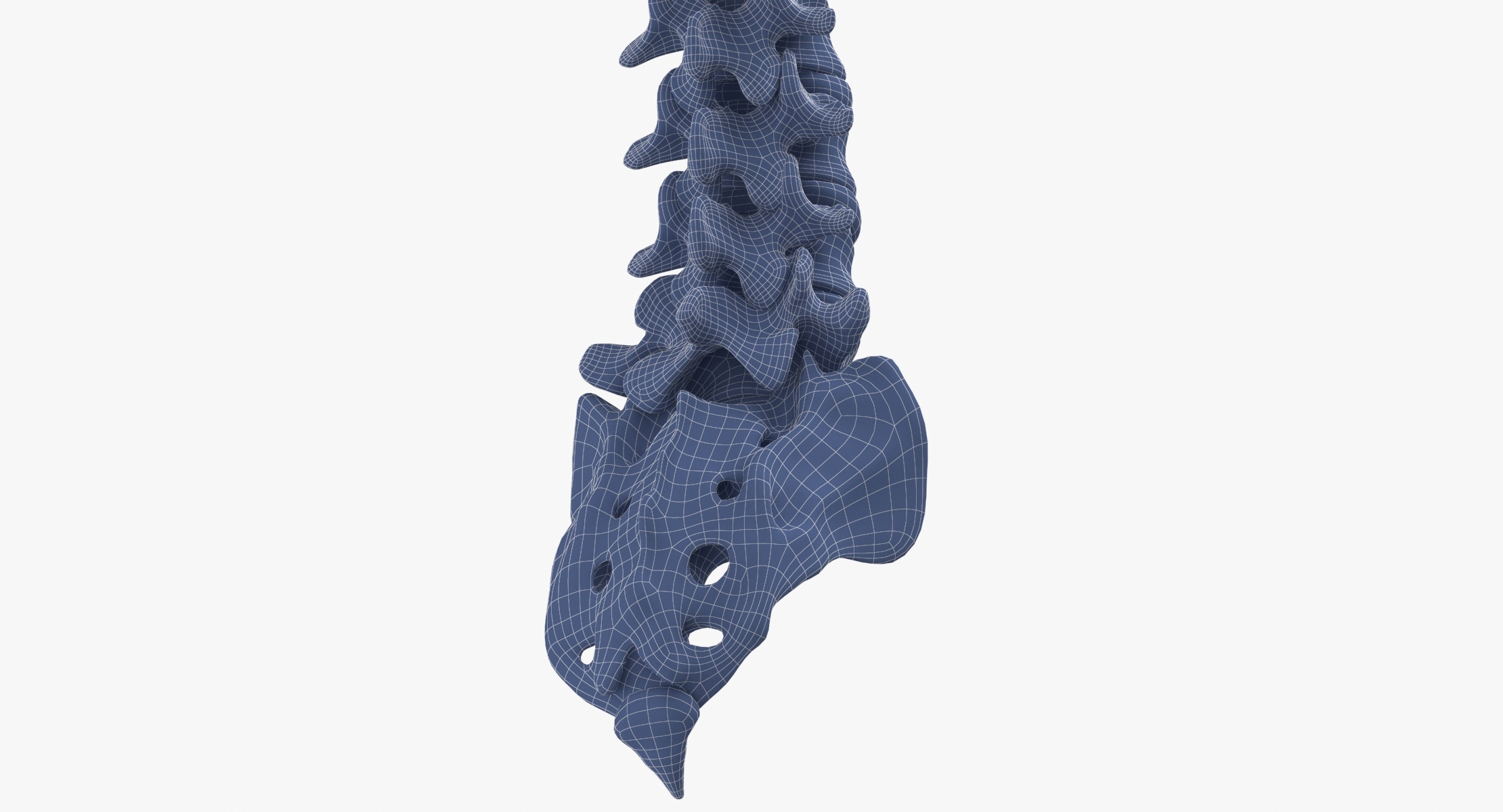 Real human spine bones anatomy model - TurboSquid 1615365