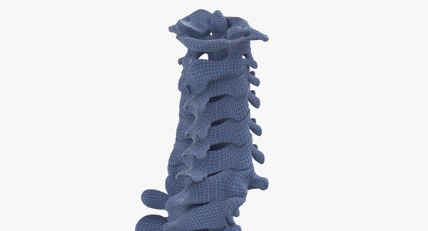 Real human spine bones anatomy model - TurboSquid 1615365