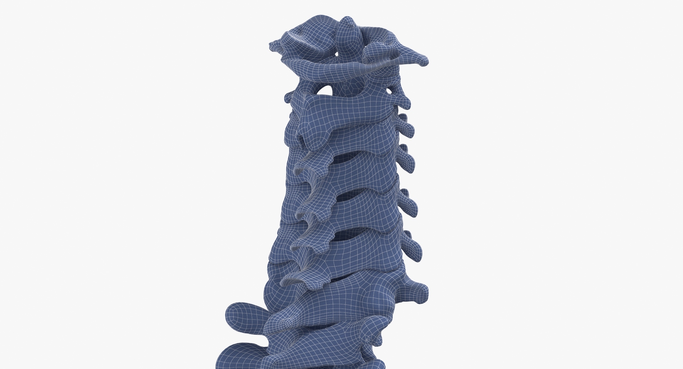 Real human spine bones anatomy model - TurboSquid 1615365