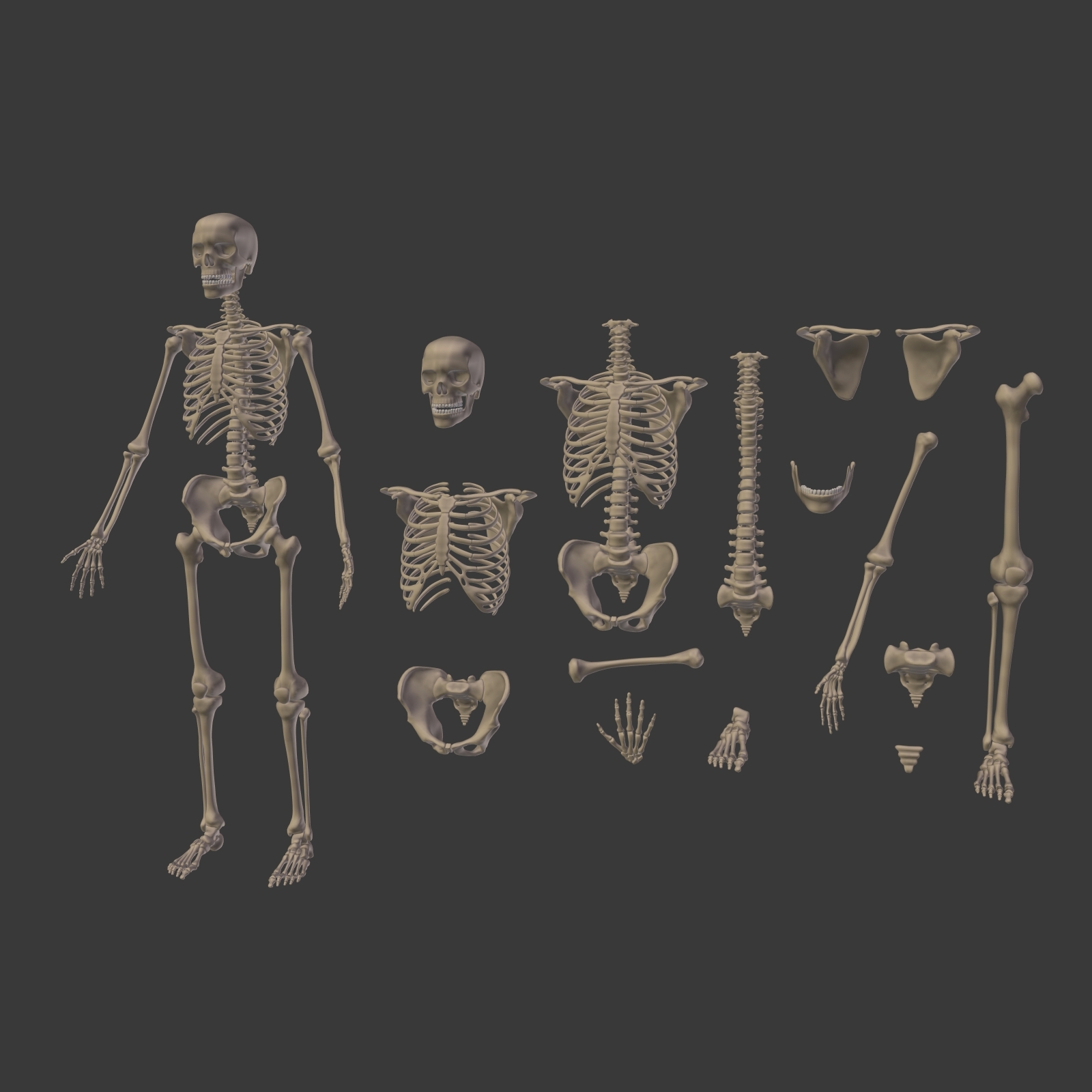 modelo 3d Esqueleto humano - TurboSquid 1358705
