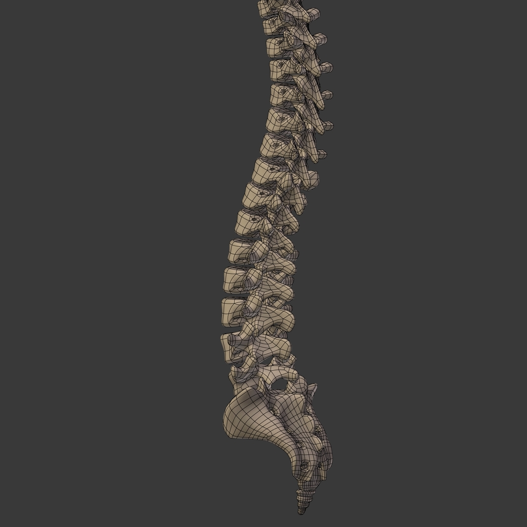人体骨骼3d模型 Turbosquid 1358705 