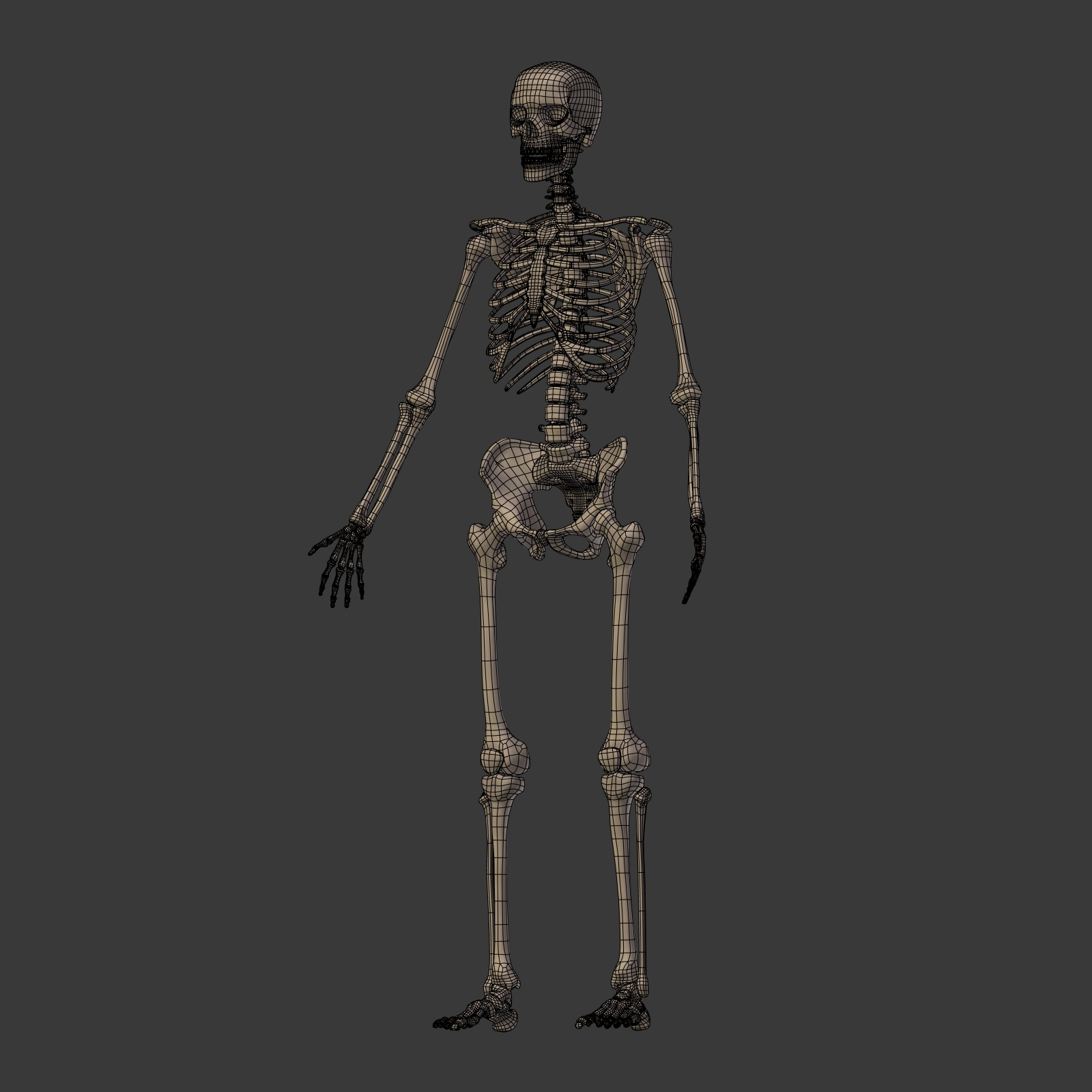 modelo 3d Esqueleto humano - TurboSquid 1358705