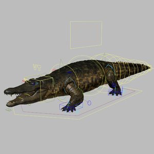 Crocodile 3D Models for Download | TurboSquid