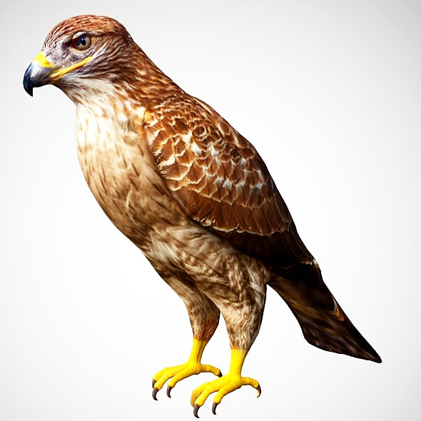 Hawk 3D Models for Download | TurboSquid