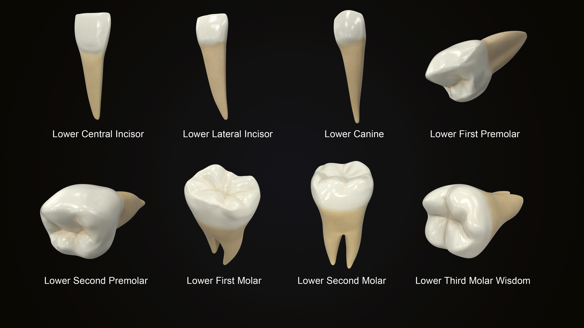 3D upper human teeth - TurboSquid 1617853