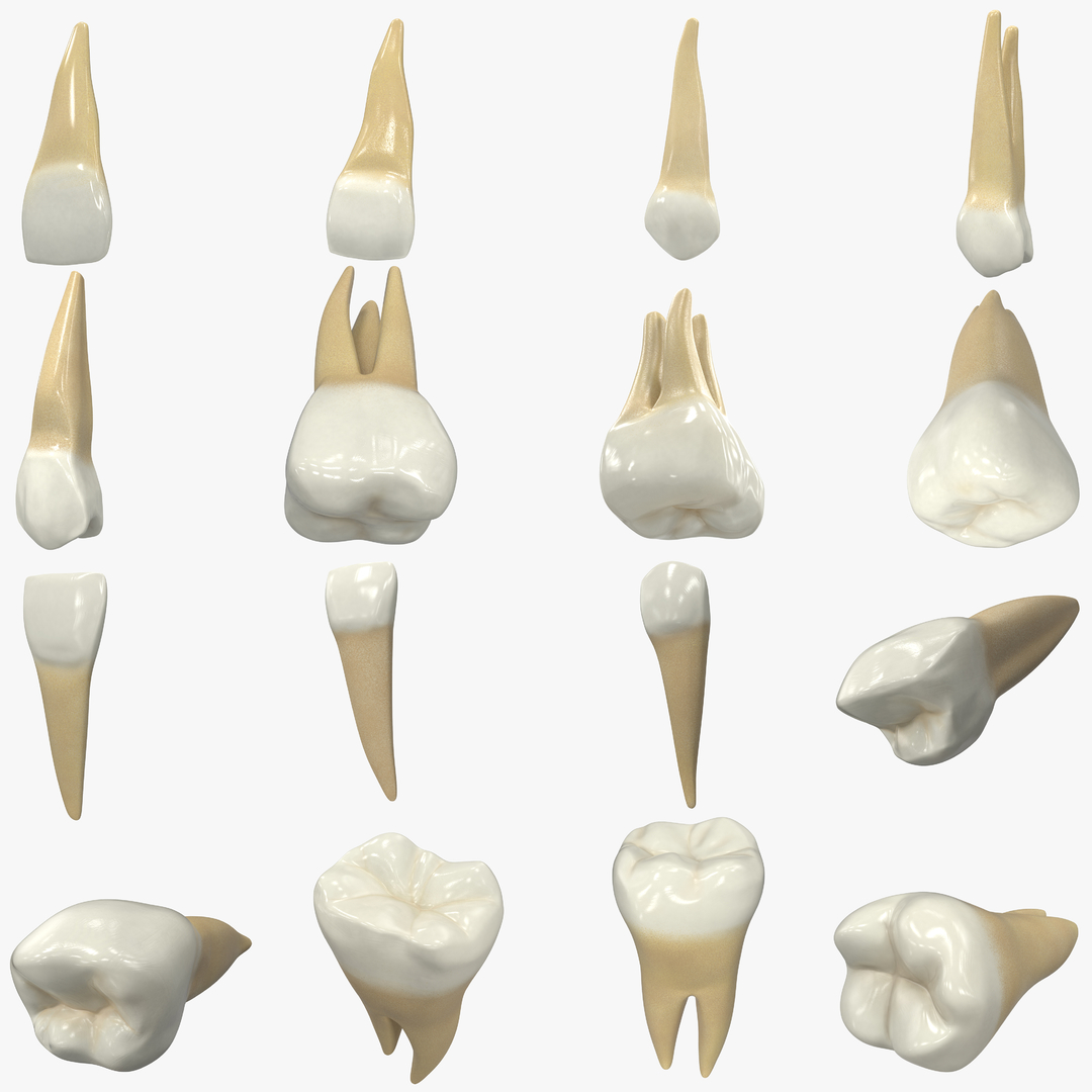 3D upper human teeth - TurboSquid 1617853