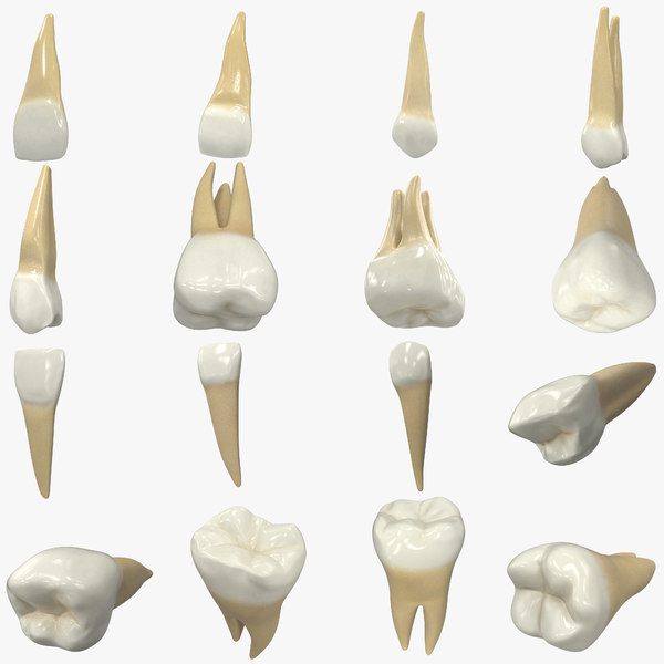 tooth premolar 3d model