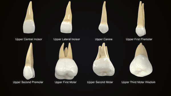 3D upper human teeth - TurboSquid 1617853