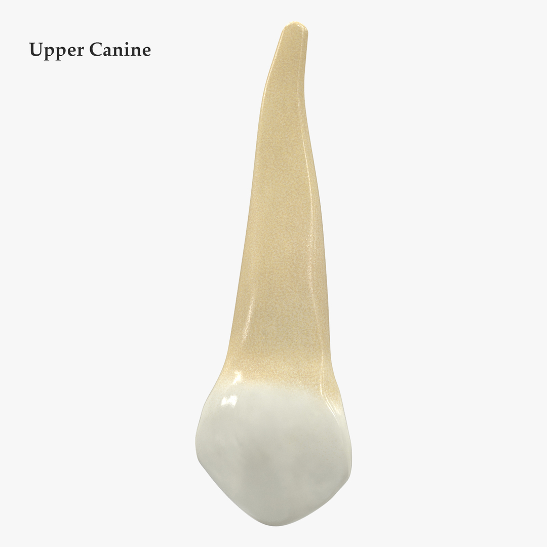 3D upper human teeth - TurboSquid 1617853