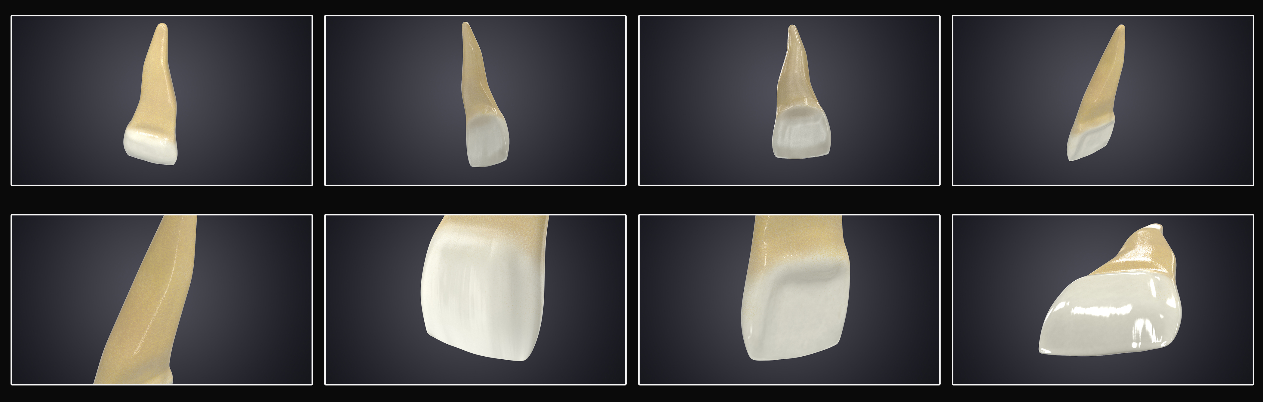 3D upper human teeth - TurboSquid 1617853