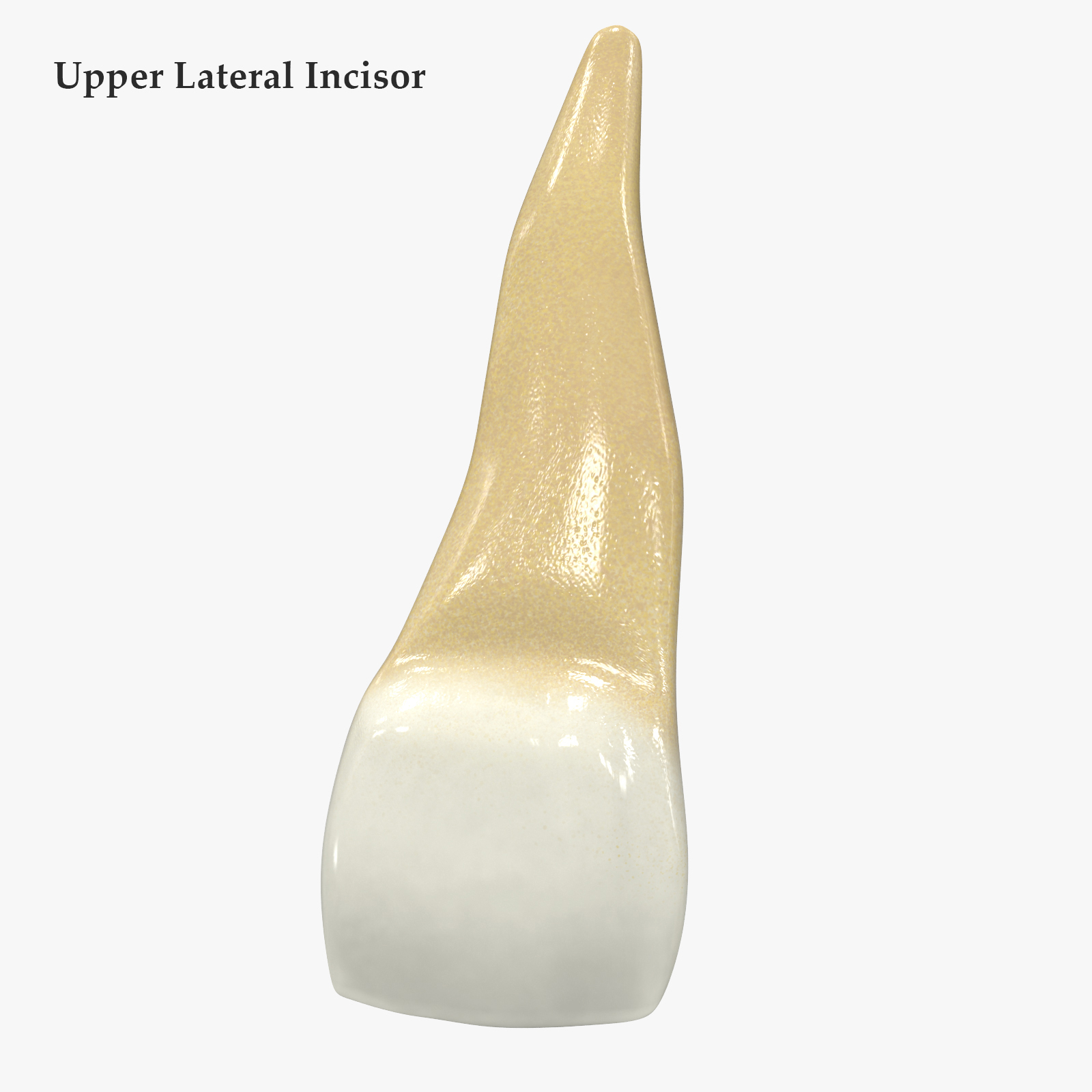 3D upper human teeth - TurboSquid 1617853