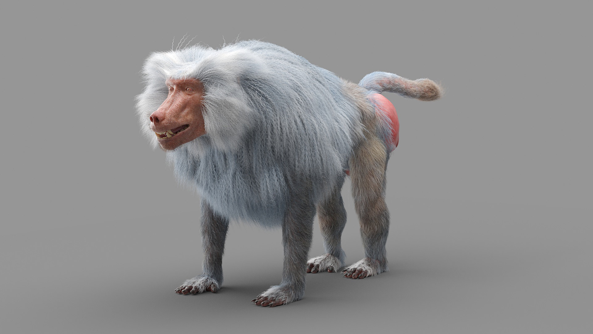 Baboon realistic ornatrix 3D model - TurboSquid 1617461