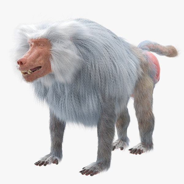 Baboon 3D Models for Download | TurboSquid
