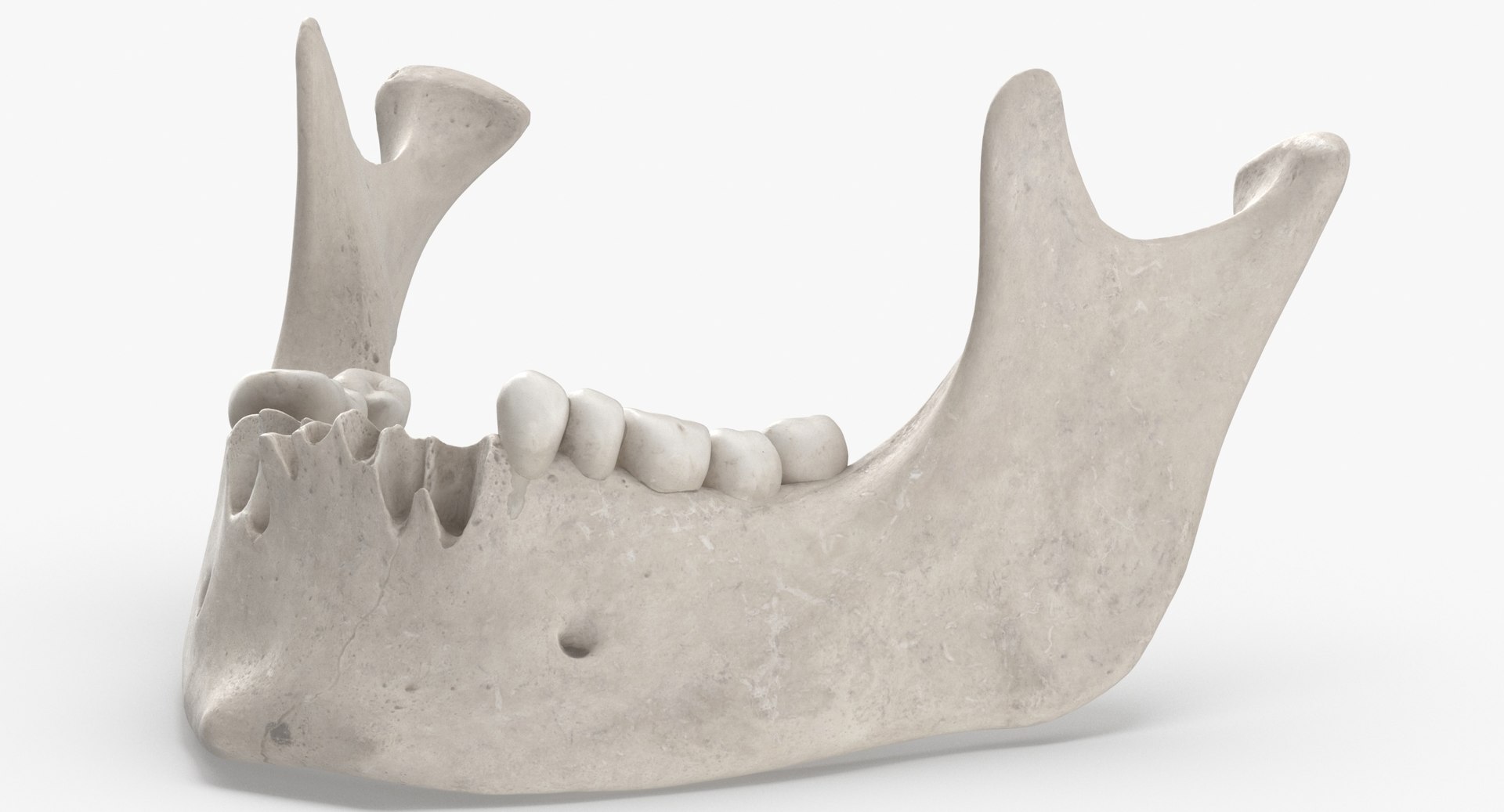 3D real human jawbone mandible model - TurboSquid 1617501