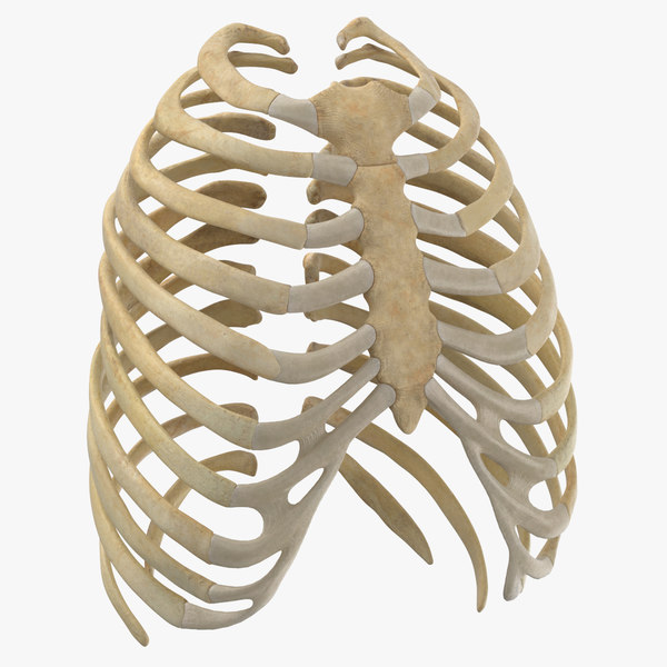 Modello 3D Real Human Rib Thoracic Cage Anatomy 01 - TurboSquid 1618089