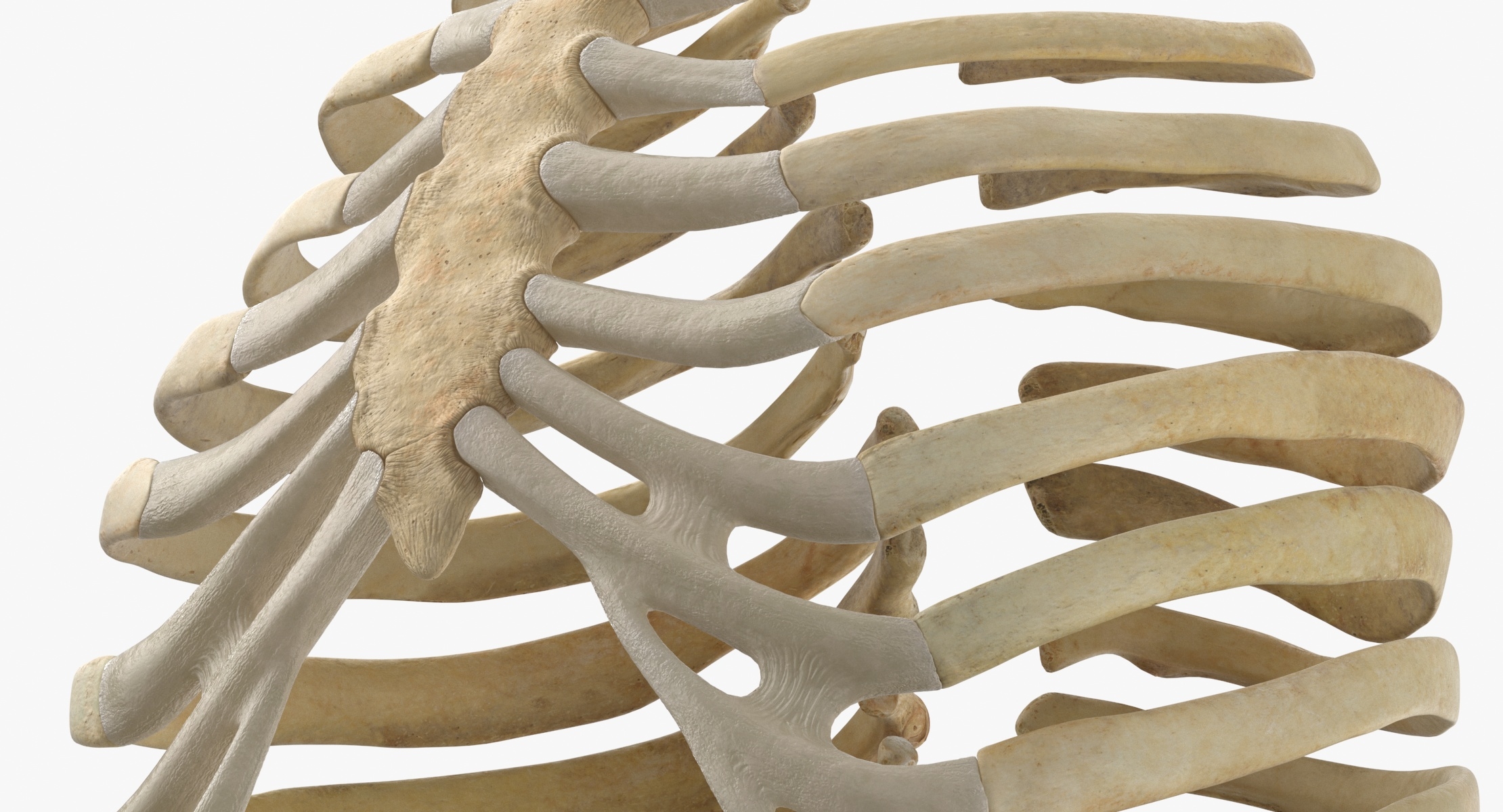 Anatomia da caixa torácica de costela humana real 01 Modelo 3D ...