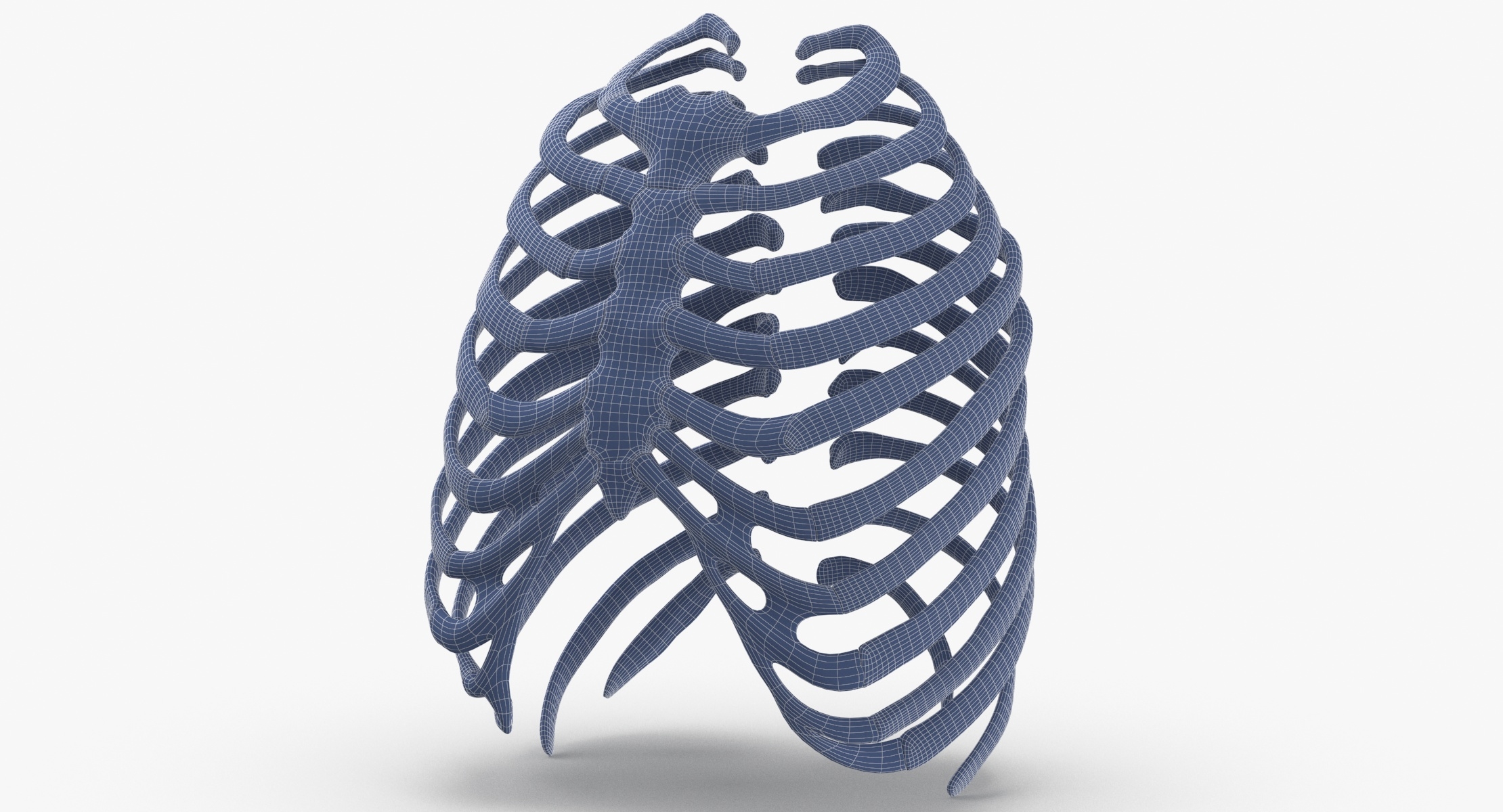 3D human rib thoracic cage anatomy - TurboSquid 1618089