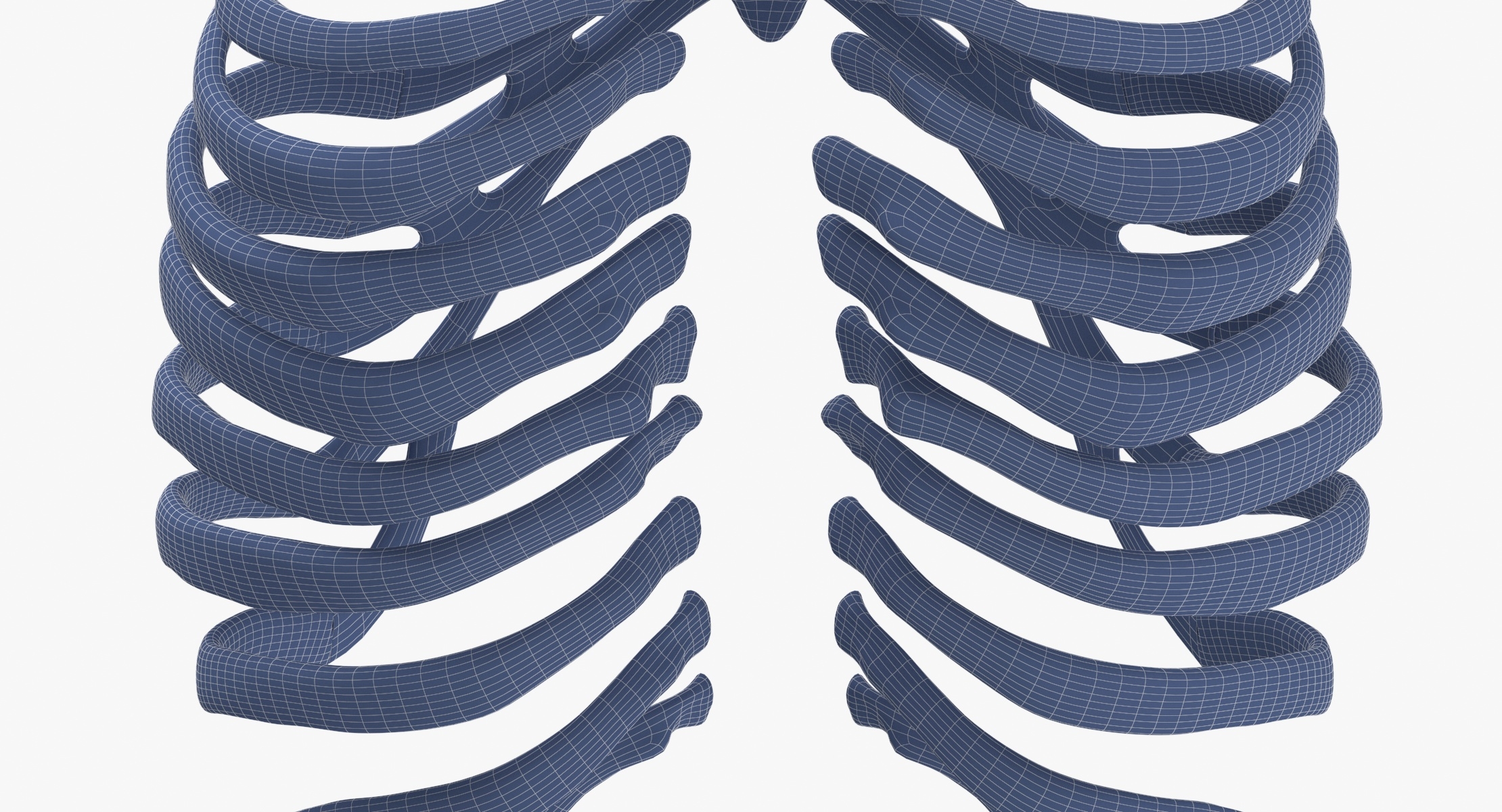 3D human rib thoracic cage anatomy - TurboSquid 1618089