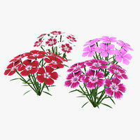 dianthus plumarius heidi max
