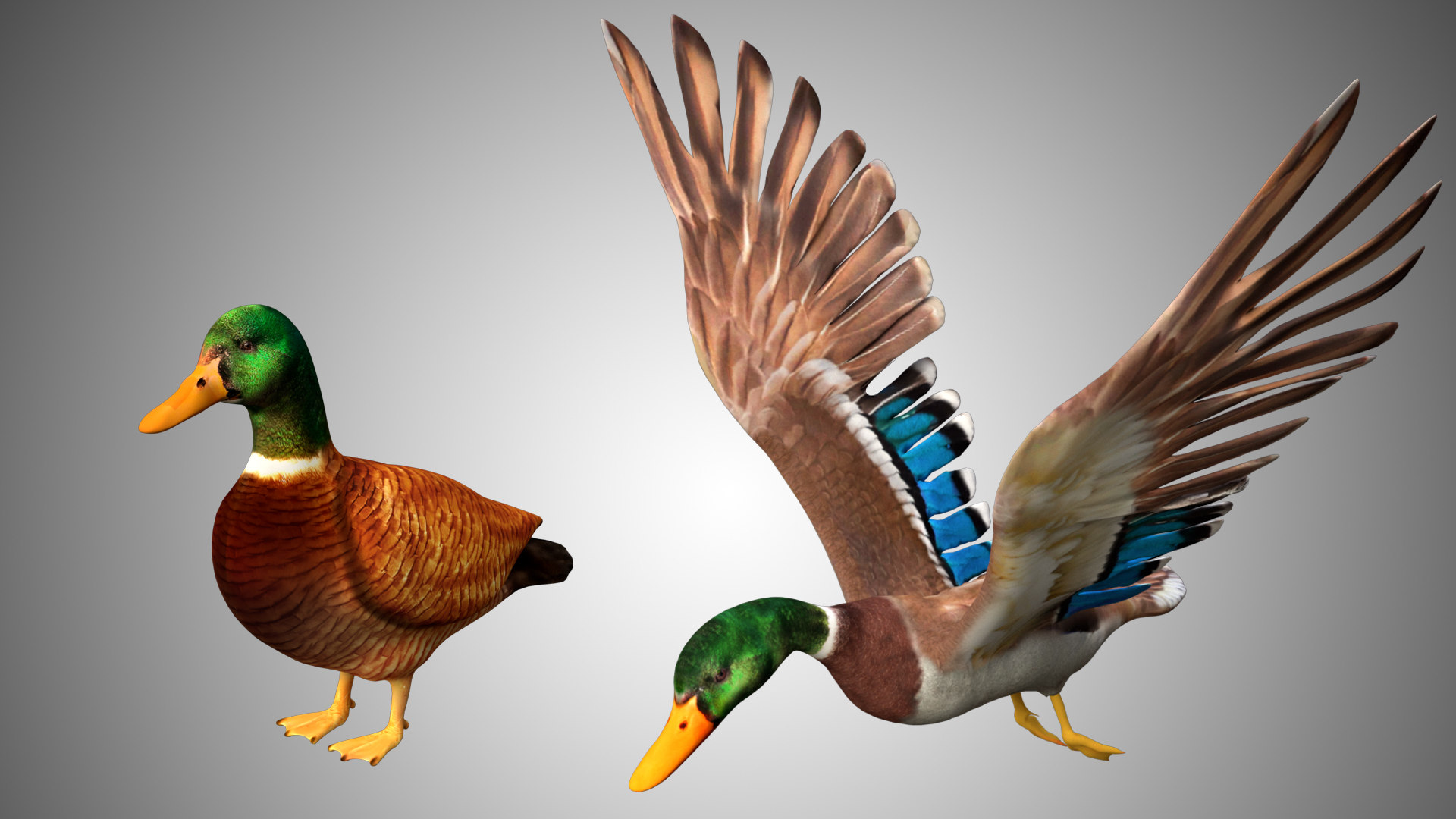 Mallard rigged 3D model - TurboSquid 1618656