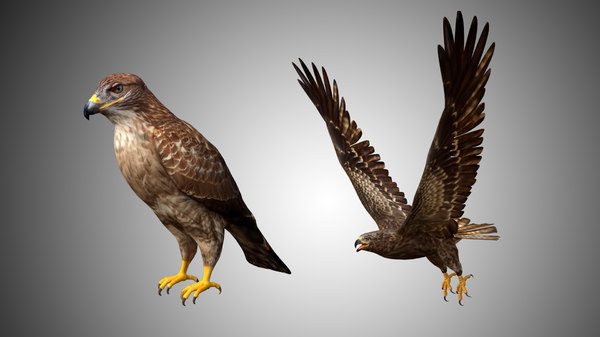Hawk 3D Models for Download | TurboSquid