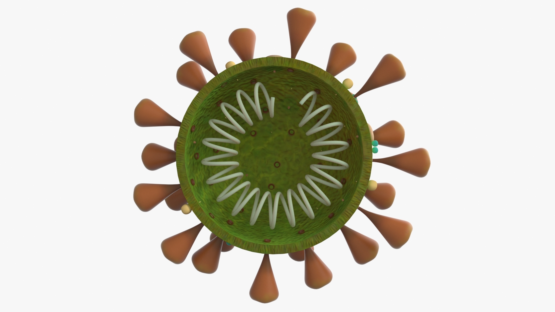 3D corona virus cross section - TurboSquid 1618773