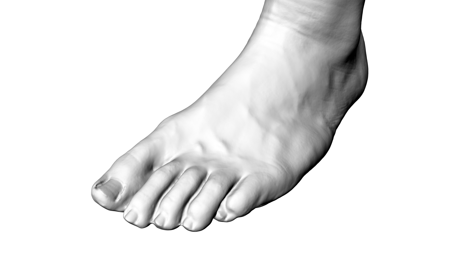 Foot 3D model - TurboSquid 1619134