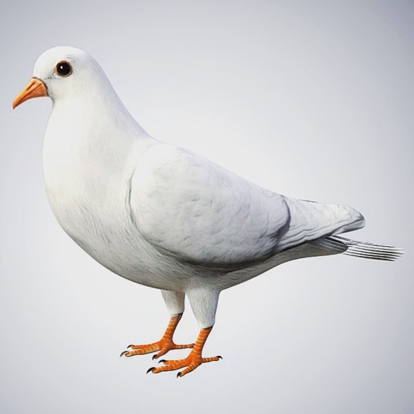 3D Dove Models | TurboSquid