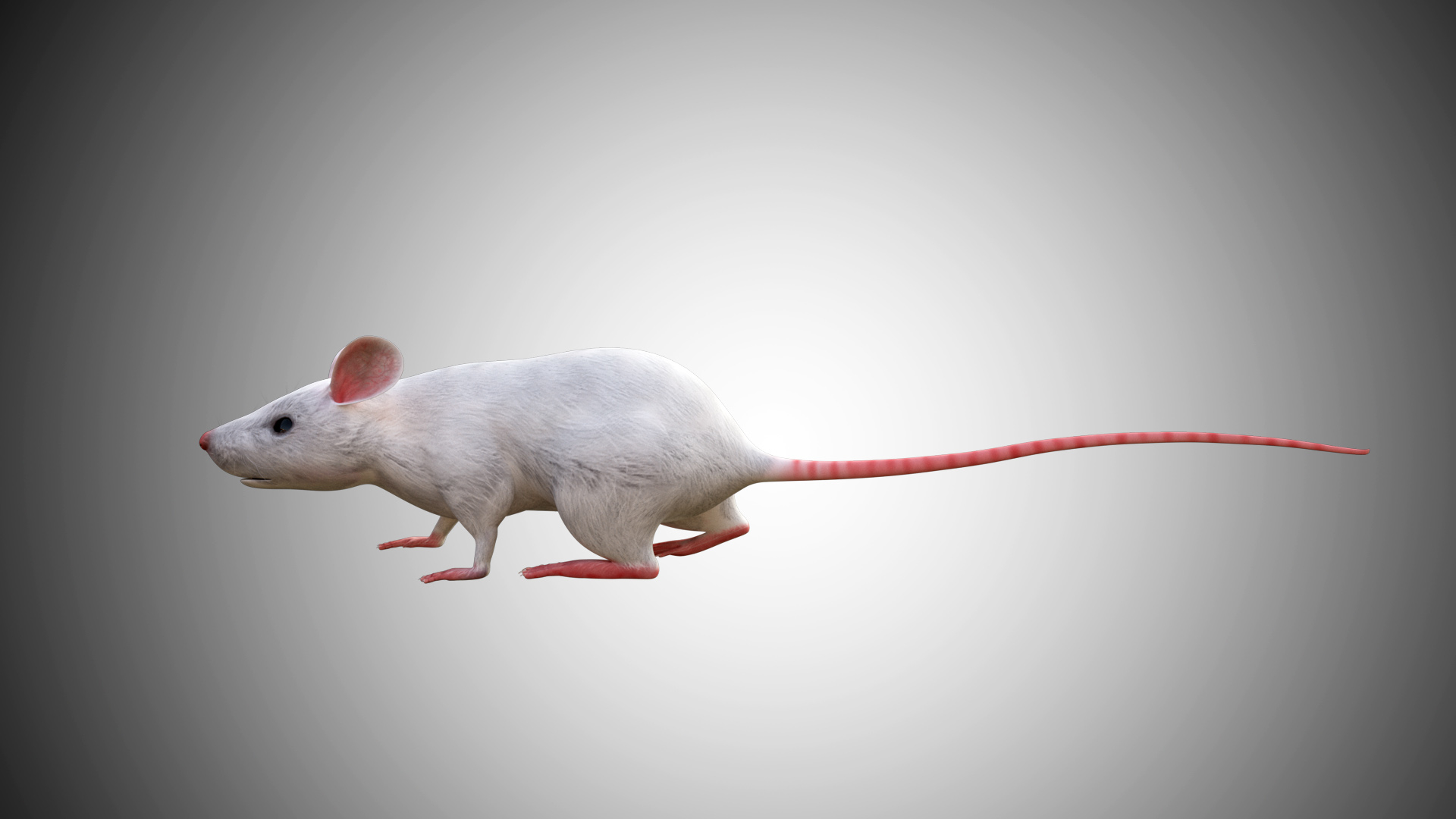 Rato Realistic High Detailed Rigged Low Poly White Modelo 3D ...