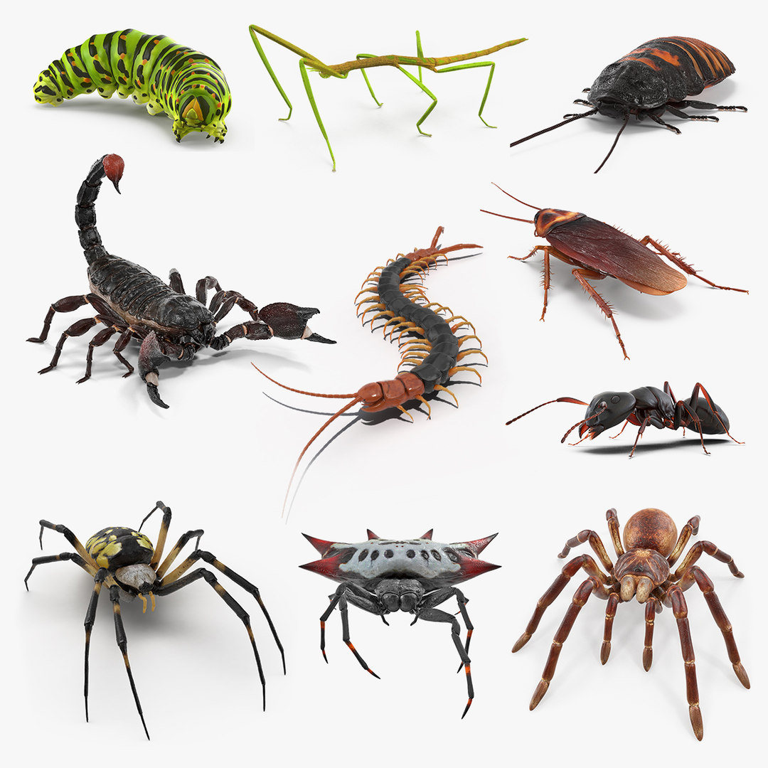 Creeping insects 4 3D - TurboSquid 1620526