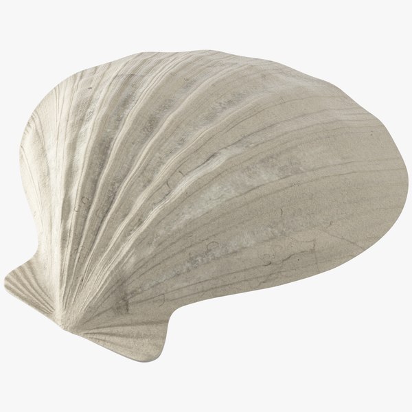 Seashell 3D Models for Download | TurboSquid