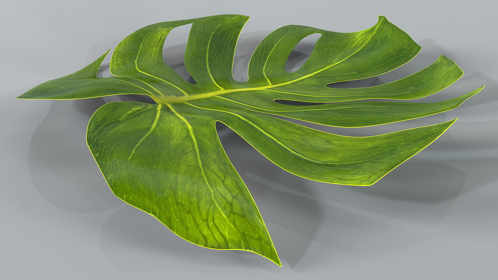Leaves 8 3D model - TurboSquid 1620546