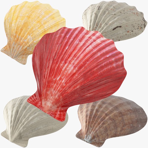 Seashell 3D Models for Download | TurboSquid