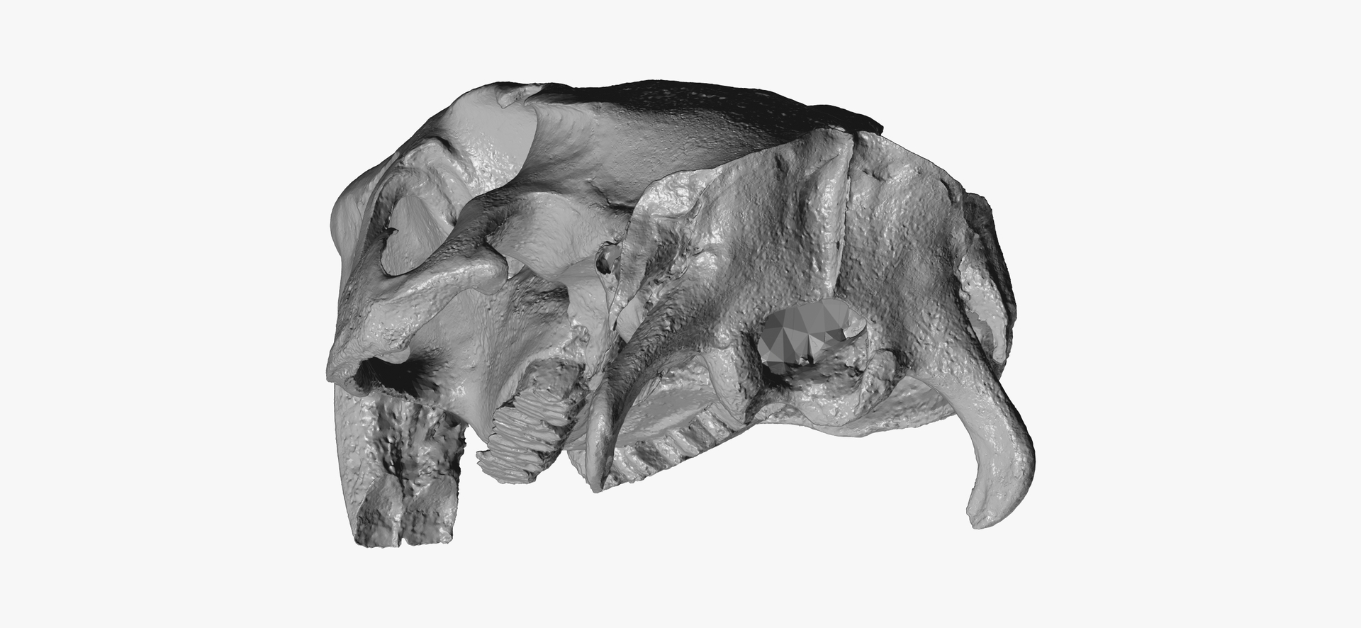 Real Coypu Myocastor Coypus Nutria Schädel 01 RAW SCAN 3D-Modell ...