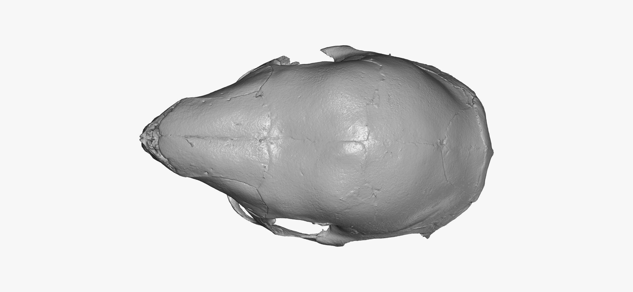 modelo 3d Real Crested Puercoespín Hystrix Cristata Skull 01 RAW SCAN ...