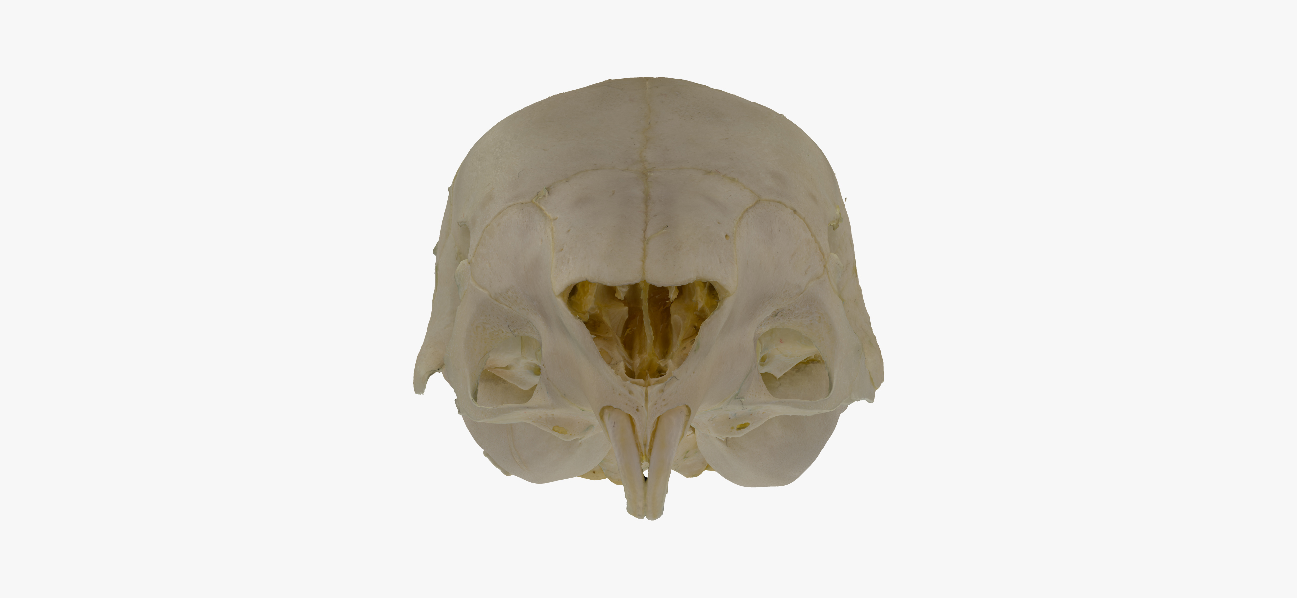 modelo 3d Real Crested Puercoespín Hystrix Cristata Skull 01 RAW SCAN ...