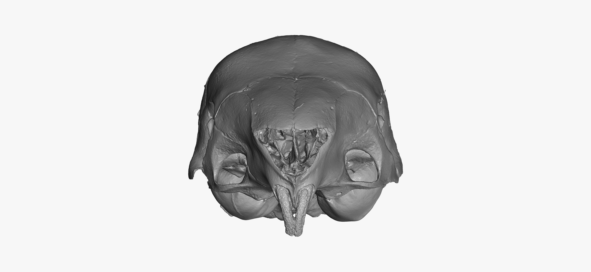 modelo 3d Real Crested Puercoespín Hystrix Cristata Skull 01 RAW SCAN ...