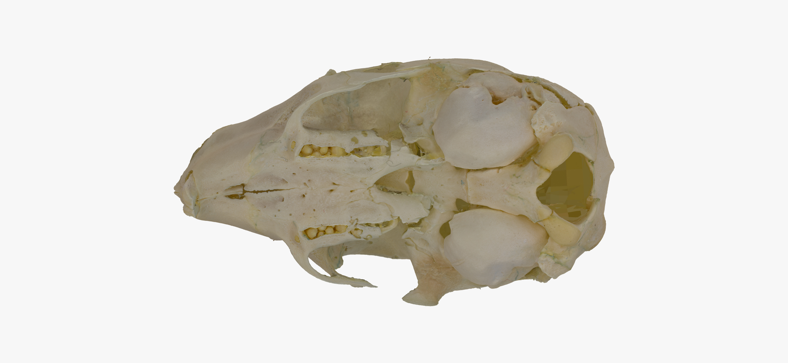 modelo 3d Real Crested Puercoespín Hystrix Cristata Skull 01 RAW SCAN ...