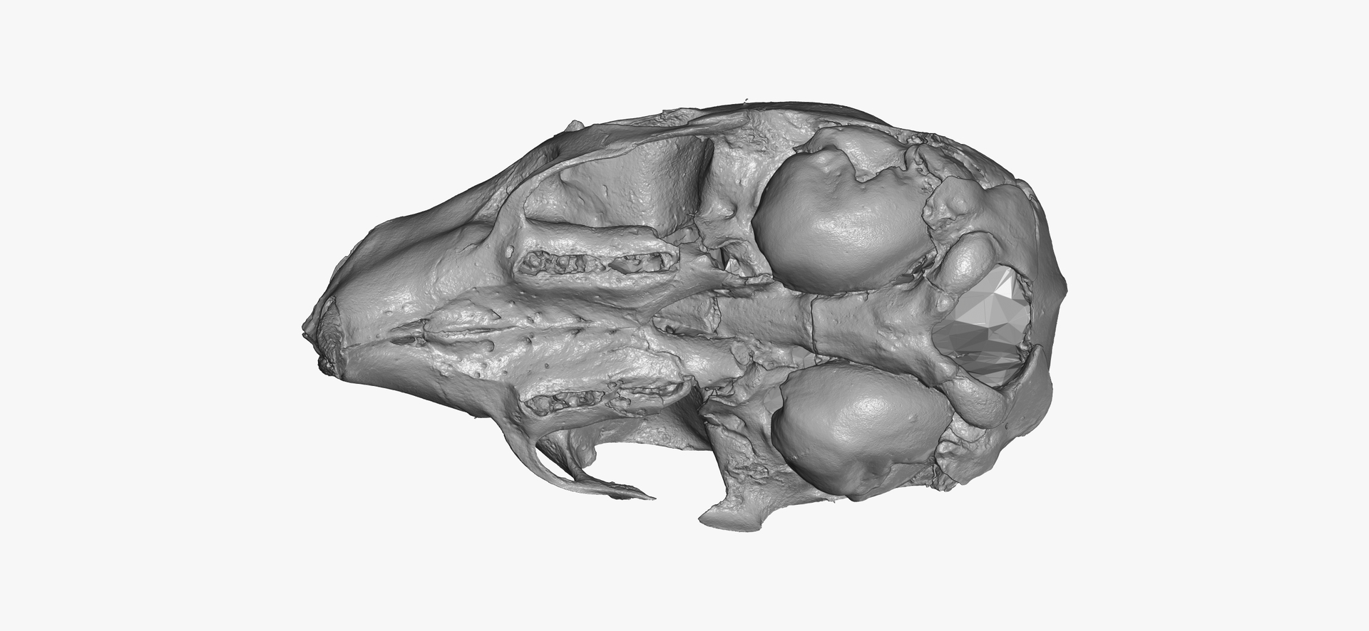 modelo 3d Real Crested Puercoespín Hystrix Cristata Skull 01 RAW SCAN ...