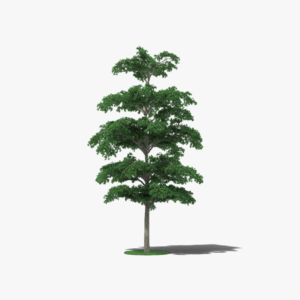 Bucida Buceras3Dモデル - TurboSquid 1621642
