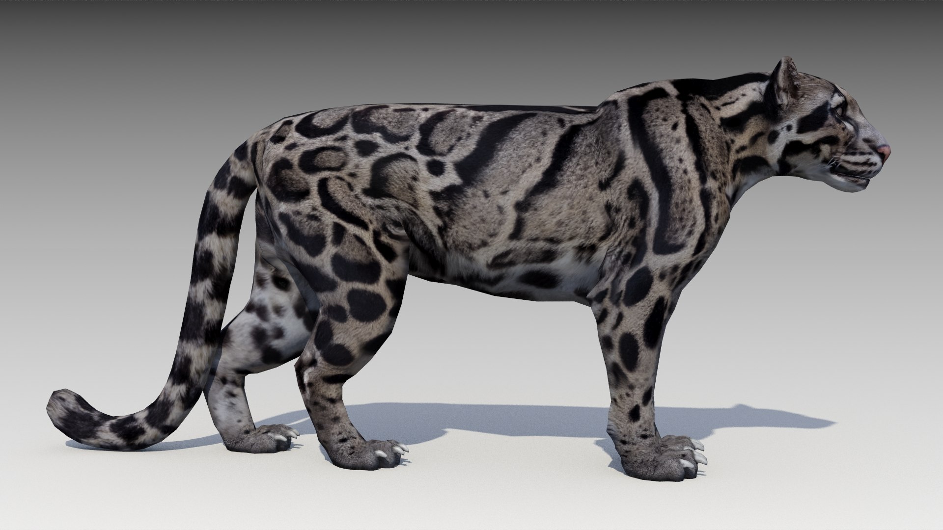 Clouded leopard 3D - TurboSquid 1621908