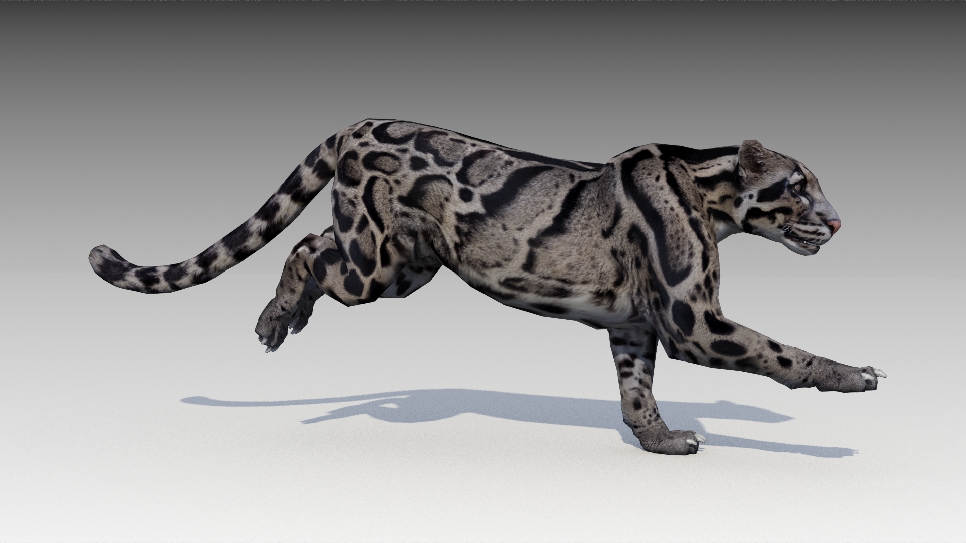 Clouded leopard 3D - TurboSquid 1621908
