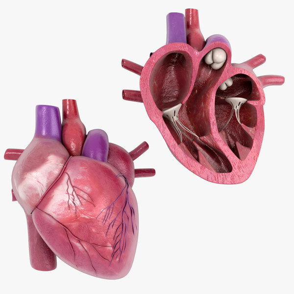 Free 3D Heart Models | TurboSquid